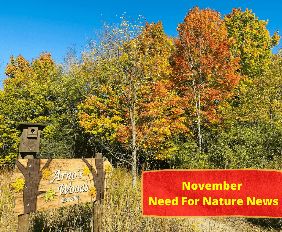 November Need for Nature Newsletter | Bubolz Nature Preserve